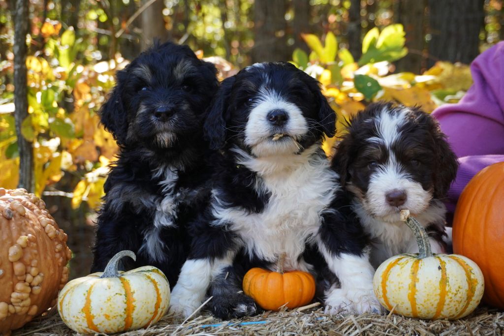 10 Surprising Facts About Bernedoodles | Learn More