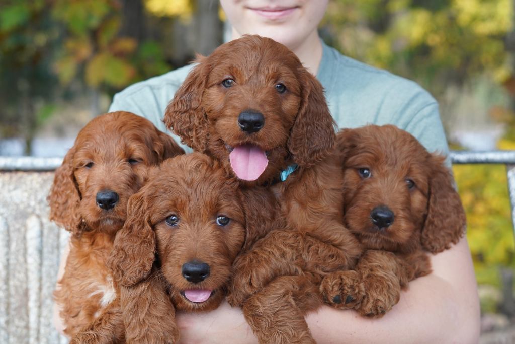 Standard Goldendoodles