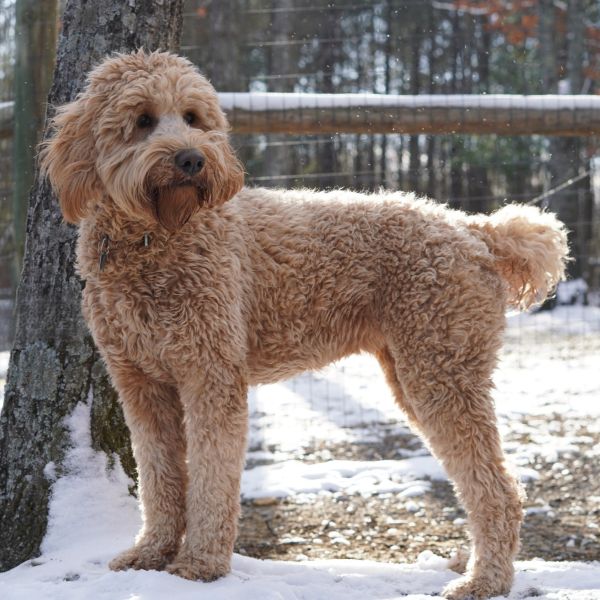 Mini Goldendoodle For Sale | Morning Glory Doodles